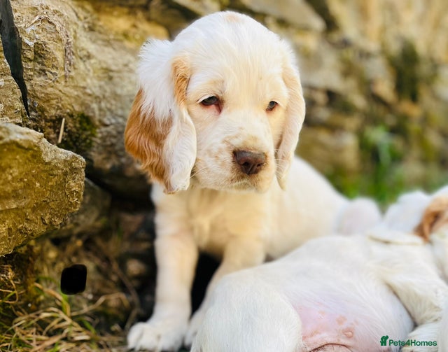 3/4 clumber 1/4 cocker spaniel pups for sale in Okehampton | Pets4Homes