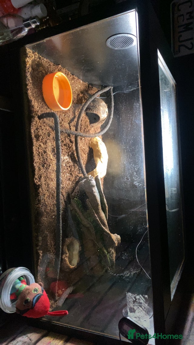 Leopard gecko and tank for sale in Sheffield | Pets4Homes