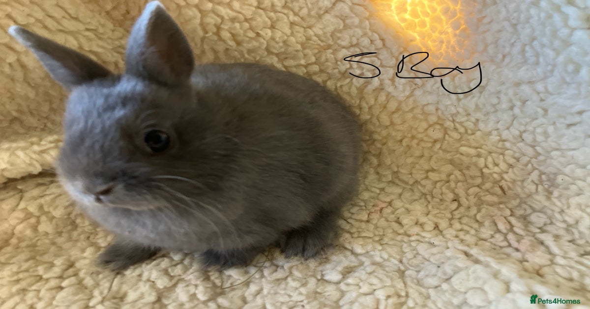 Baby Netherland dwarf rabbits for sale in Holmfirth | Pets4Homes