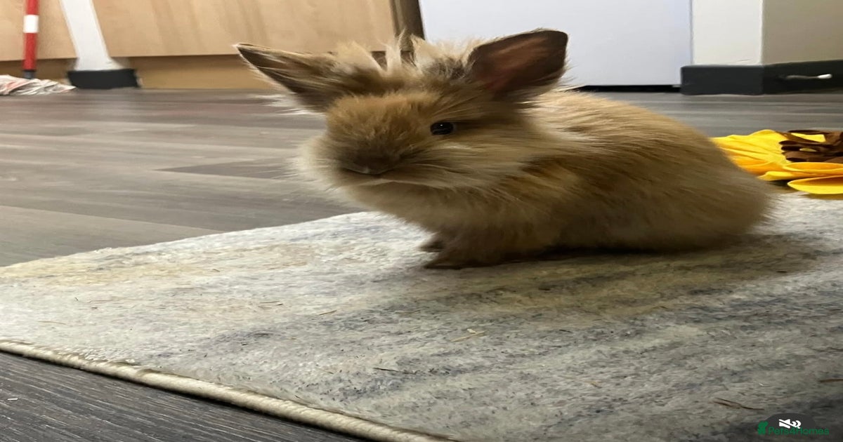 Lionhead mini lop for sale in Stoke-on-Trent | Pets4Homes