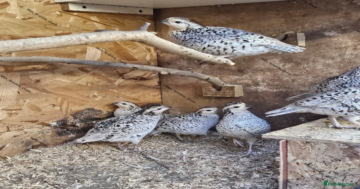 Snowflake bobwhite quail hatching eggs for sale in Halifax | Pets4Homes
