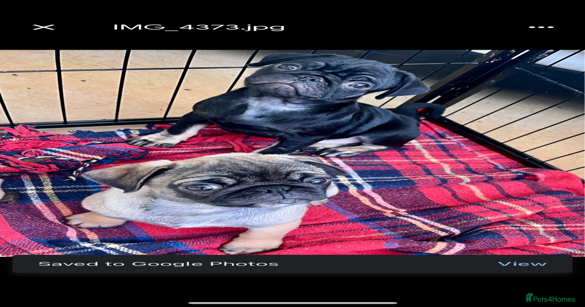 Pedigree home grown stunning pug puppies for sale in Hastings | Pets4Homes