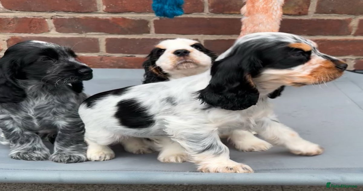 Gorgeous Amazing Cocker Spaniel puppies. for sale in London | Pets4Homes