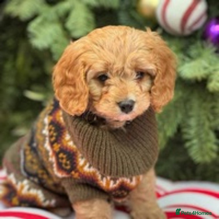 Cavapoo breeders | Pets4Homes