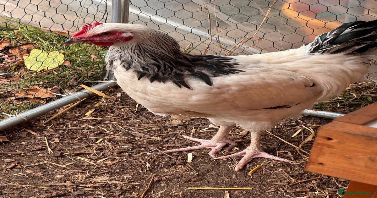 Light white sussex Cockerell for sale in Wigan | Pets4Homes