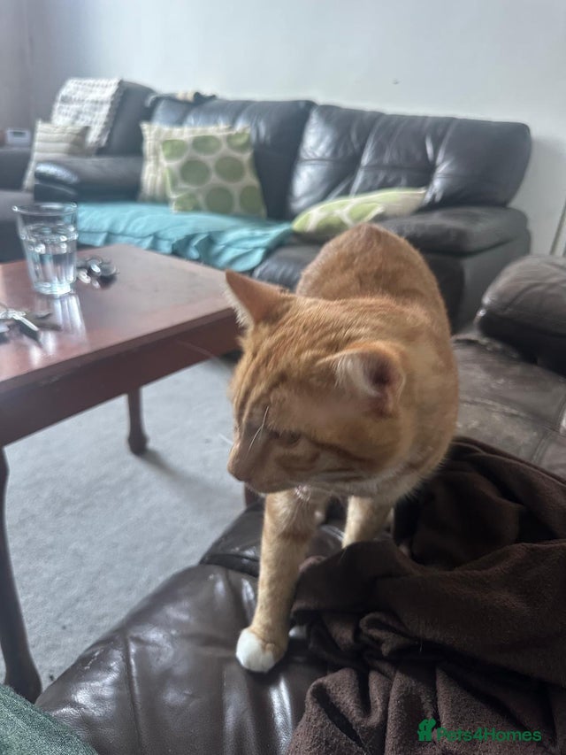 Beautiful British Shorthair–Type Ginger/White Cat for sale in Preston ...