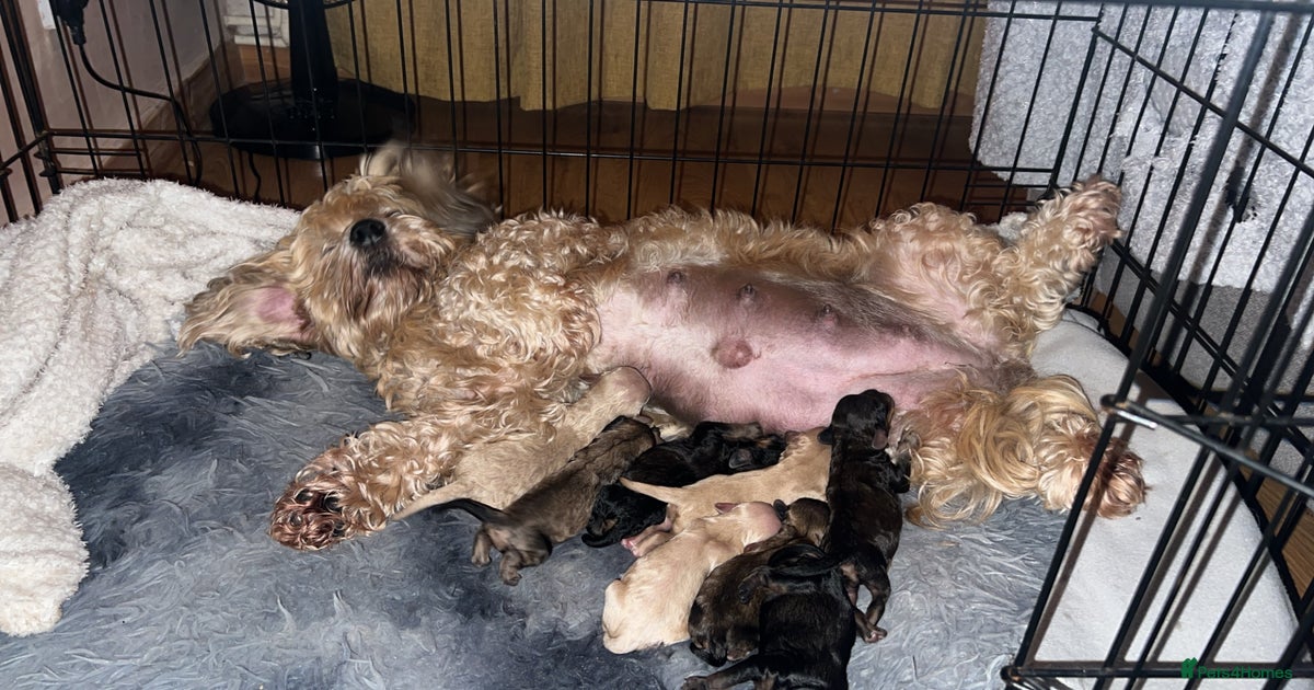 5 mixed breed Cockapoo/ Shih tzu for sale in Ellesmere | Pets4Homes