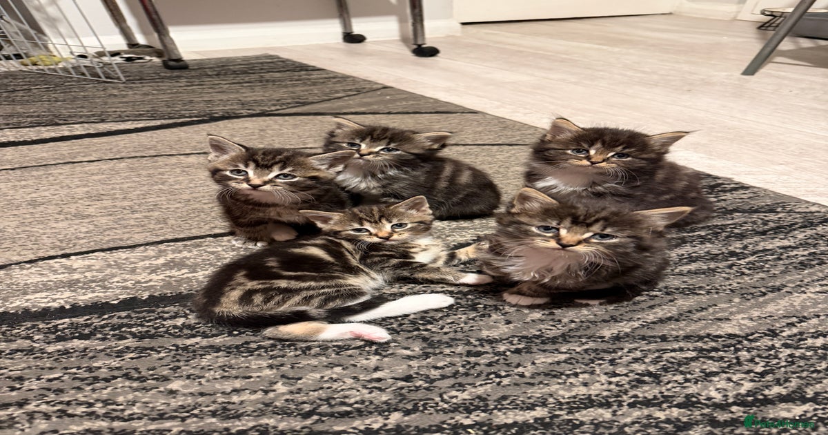 Adorable Kittens for sale in London | Pets4Homes