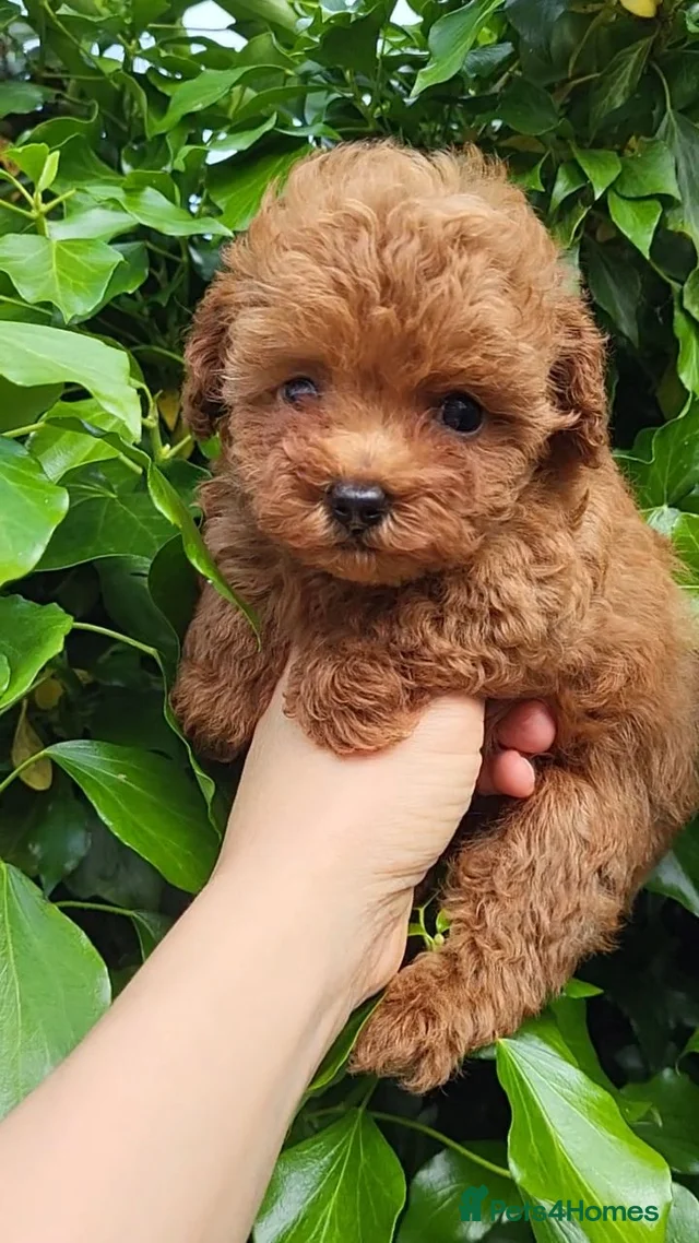 Exclusive Asian Toy Poodle Boys – 3 Available for sale in Belfast ...