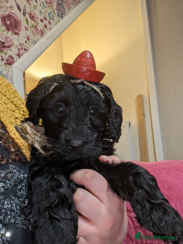 💞 Black Female Cockapoo pups with basic training for sale in Port ...