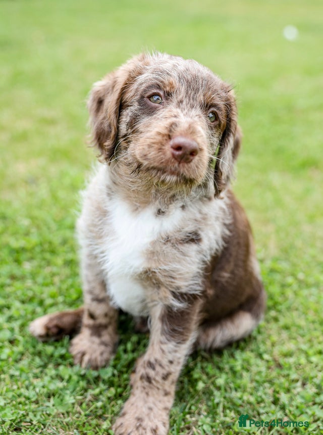 Chocolate Merle & Black Merle Labradoodle Babies🐾 for sale in Diss ...