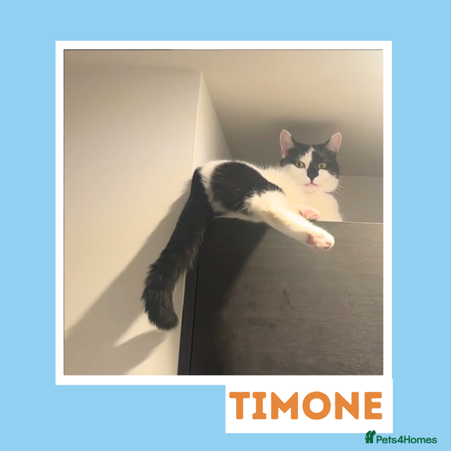 Sociable Cuddlebug for adoption in Glasgow | Pets4Homes