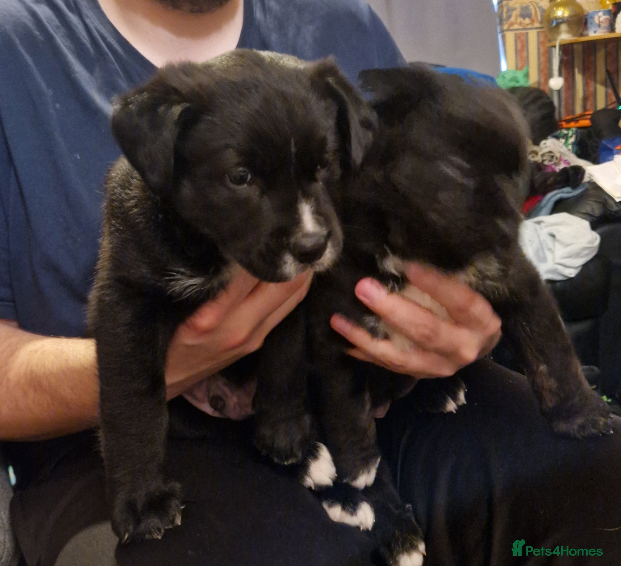 Lurcher collie Puppies for sale | Pets4Homes