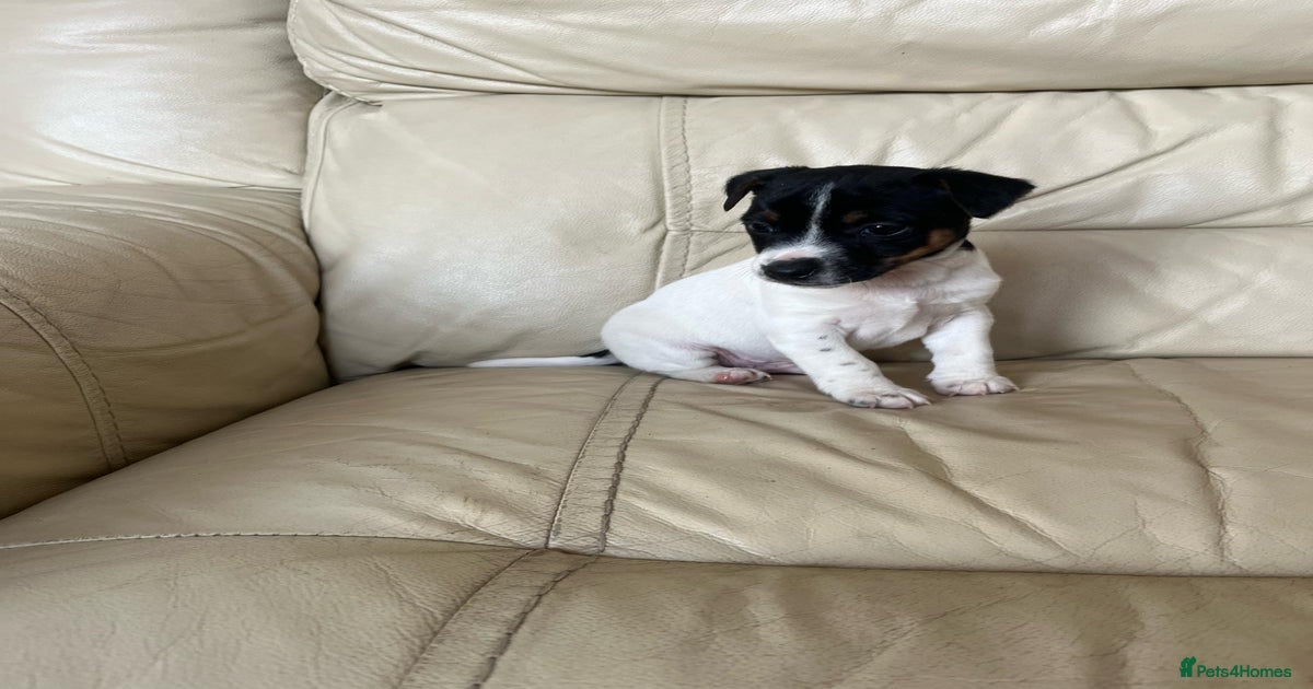 READY NOW 2 x BOY JACK RUSSEL PUPPIES for sale in Ashford | Pets4Homes