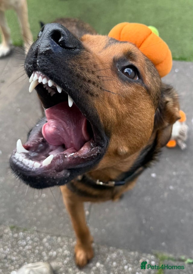 Jasper german shepherd cross for sale in Stockport | Pets4Homes