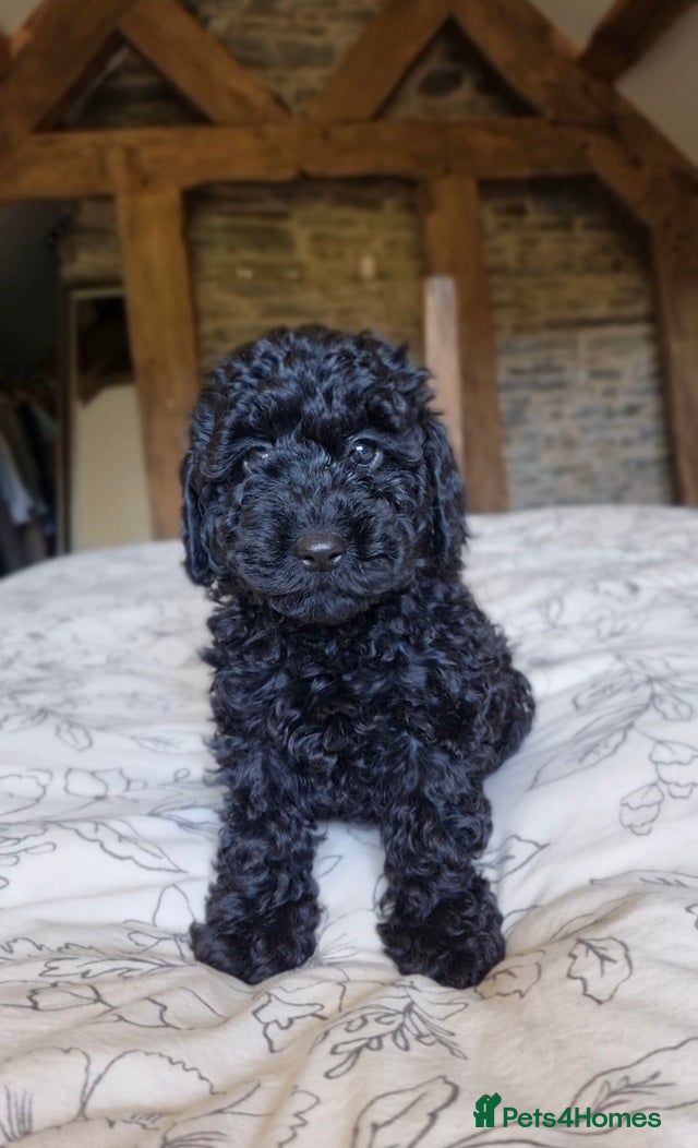 Beautiful F1b Cockapoo Puppies for sale in Newtown | Pets4Homes