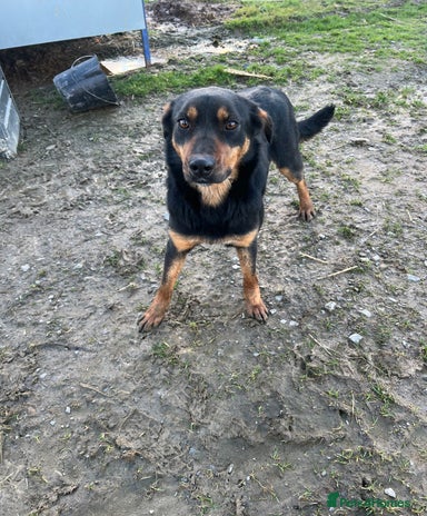 Huntaway Dogs Breed - Information, Temperament, Size & Price | Pets4Homes