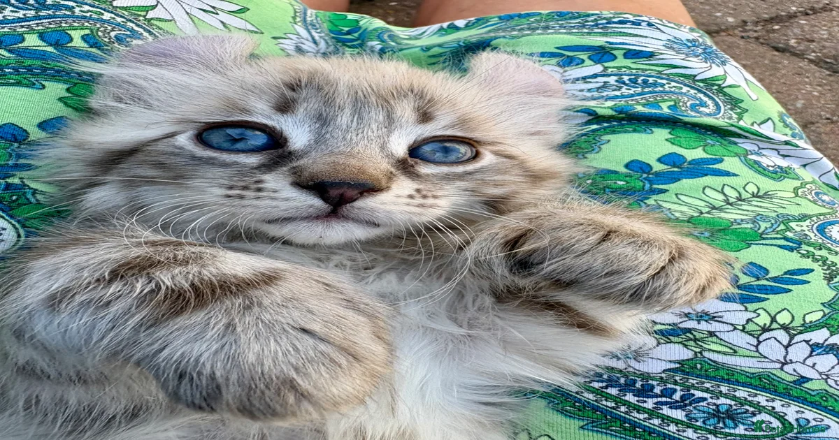 Keetso Kittens for sale | Pets4Homes