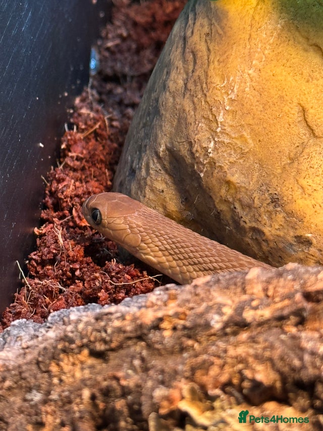 African Egg-eating Snake & Whole Set-Up for sale in Basingstoke ...