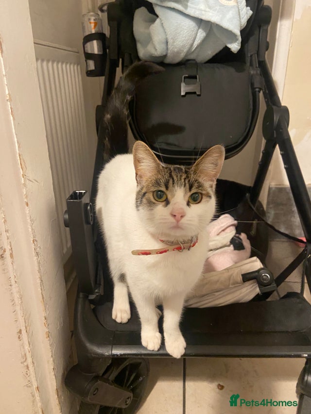 4 month old kitten for sale in Scunthorpe | Pets4Homes