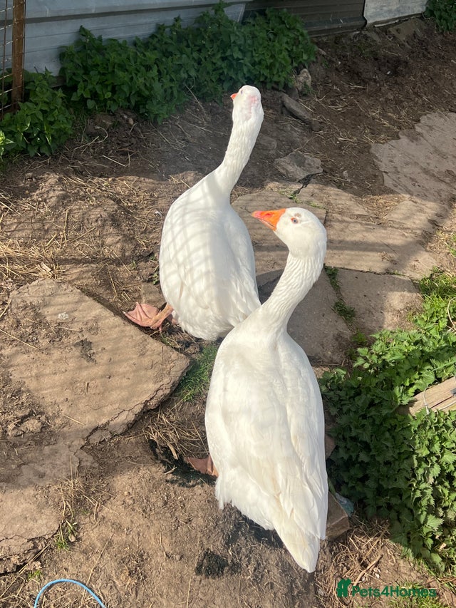 3 beautiful geese for sale in March | Pets4Homes