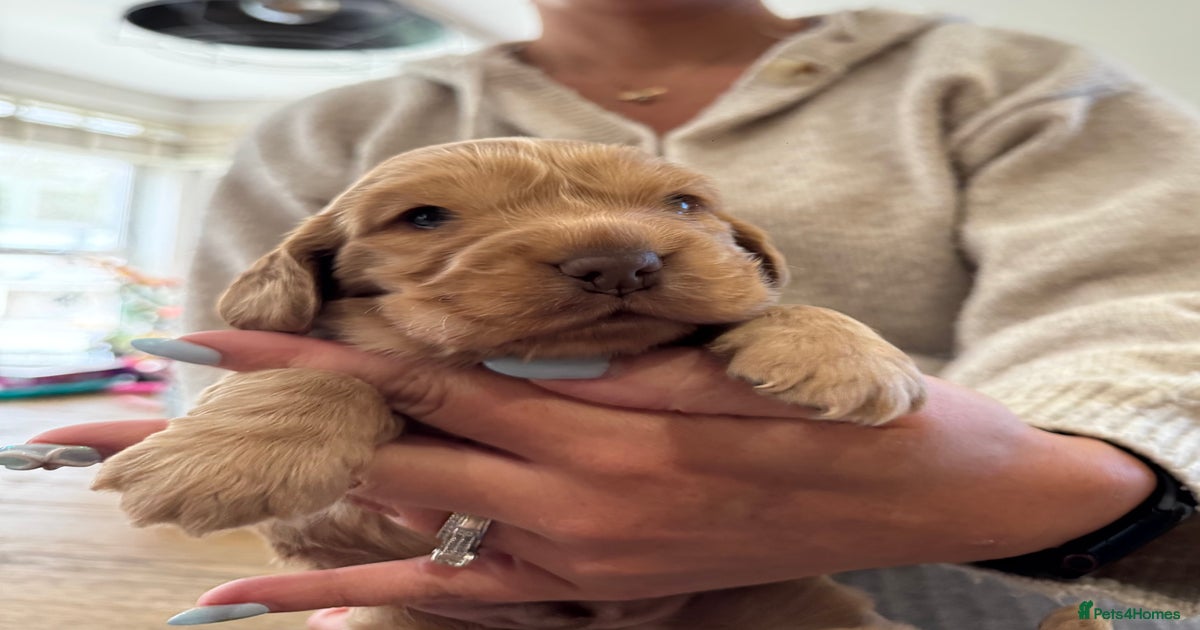 Cocker Spaniel Show Type for sale in Newcastle upon Tyne | Pets4Homes