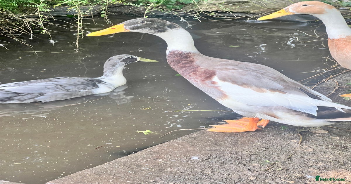 Indian Runner Drake for sale in Newport | Pets4Homes