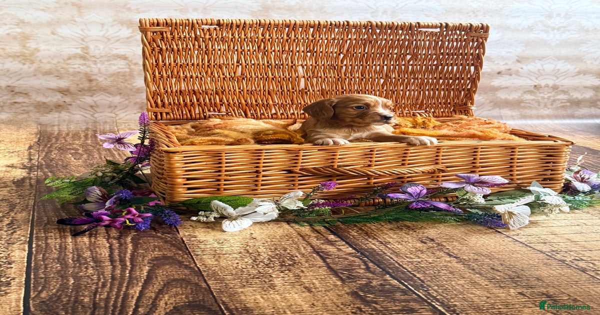 Stunning litter of cocker spaniel pups for sale in Chatteris | Pets4Homes