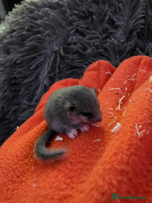🐿️ African Pygmy Squirrels / Micro Squirrels for sale in Preston ...