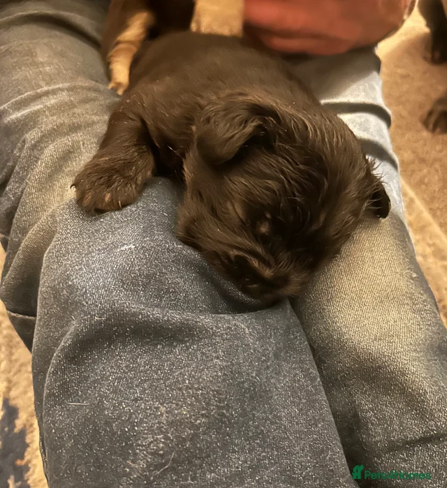 Fluffy French bulldog puppies, 1 boy, 2 girls for sale in Norwich ...