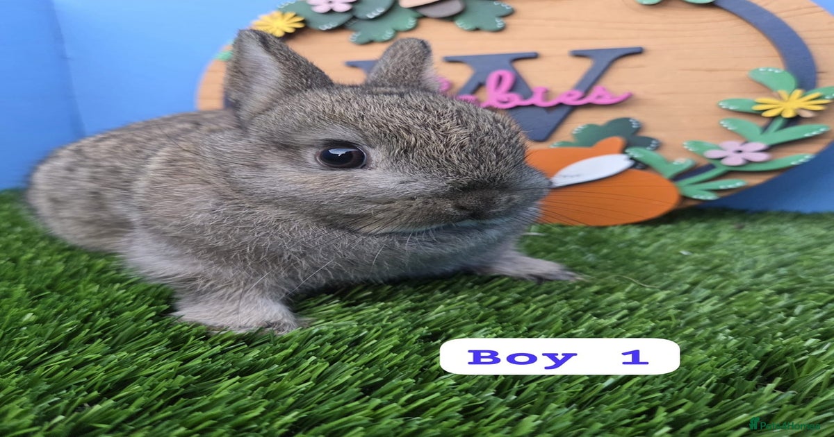 Netherland Dwarf Baby Rabbits Girls Boys Buck Doe for sale in ...