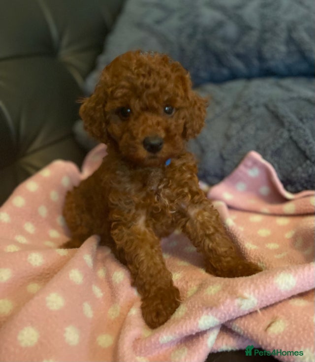 Stunning KC Health tested deep red toy poodle for sale in Chelmsford ...