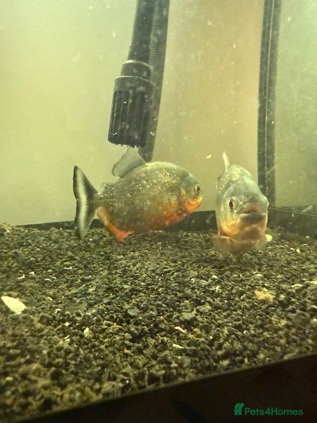 Convict Cichlids and Albino for SALE! for sale in Rainham | Pets4Homes