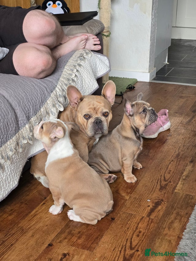 Frenchie cross English bulldog for sale in Oswestry | Pets4Homes