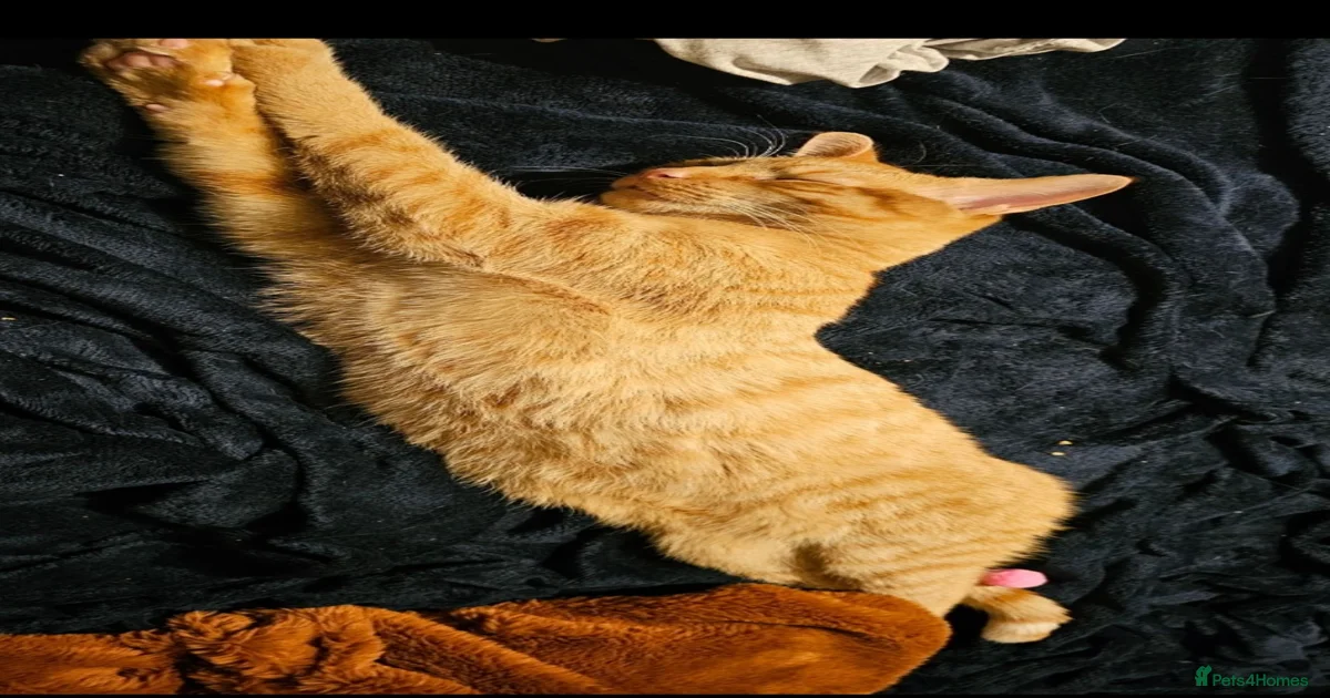 Beautiful 3 year old Ginger Cat for sale in Peterhead | Pets4Homes