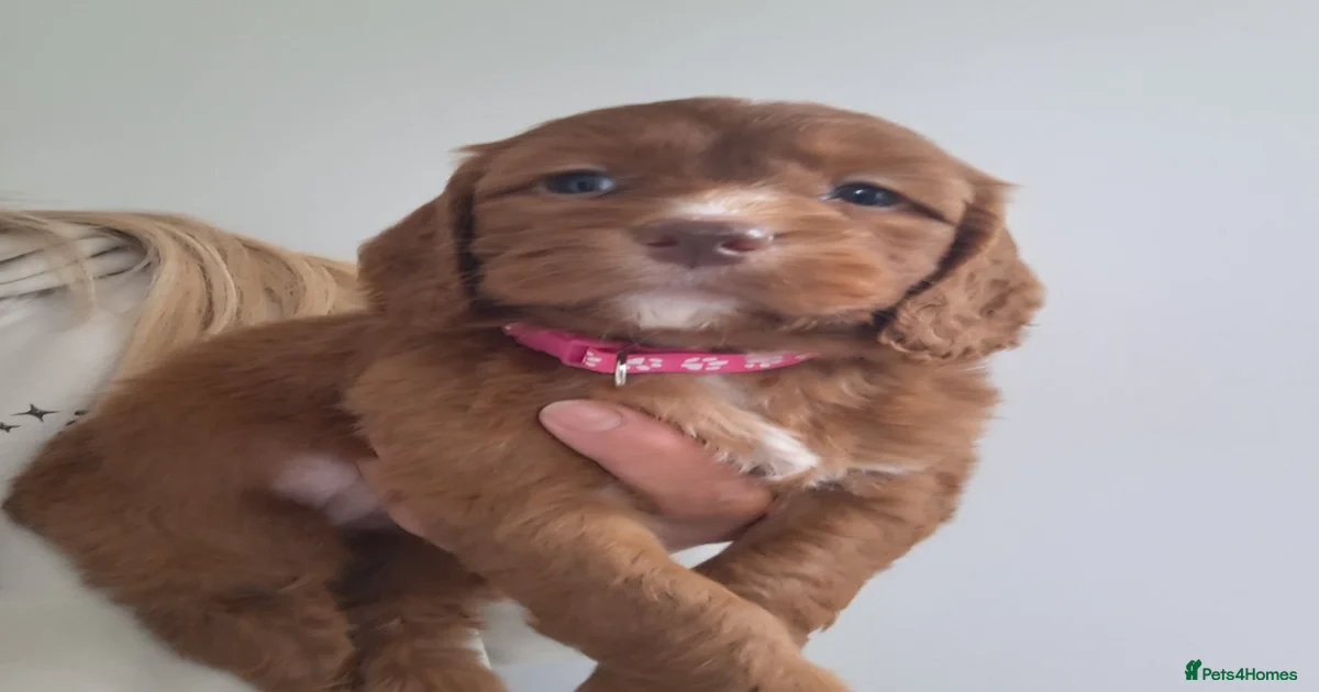 Cockapoo Puppies for sale | Pets4Homes