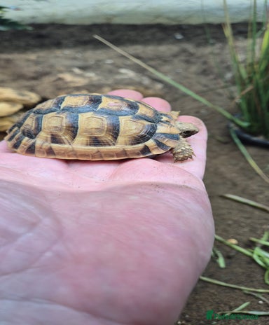Tortoise Pets & Animals for sale | Pets4Homes