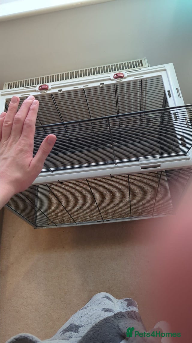 Large furplast rat cage (£159 brand new) for sale in Derby | Pets4Homes