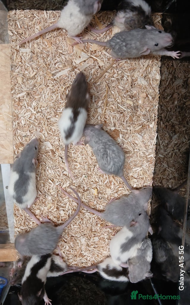 Baby Dumbo Rats , Furred , Rex , Naked for sale in Wolverhampton ...