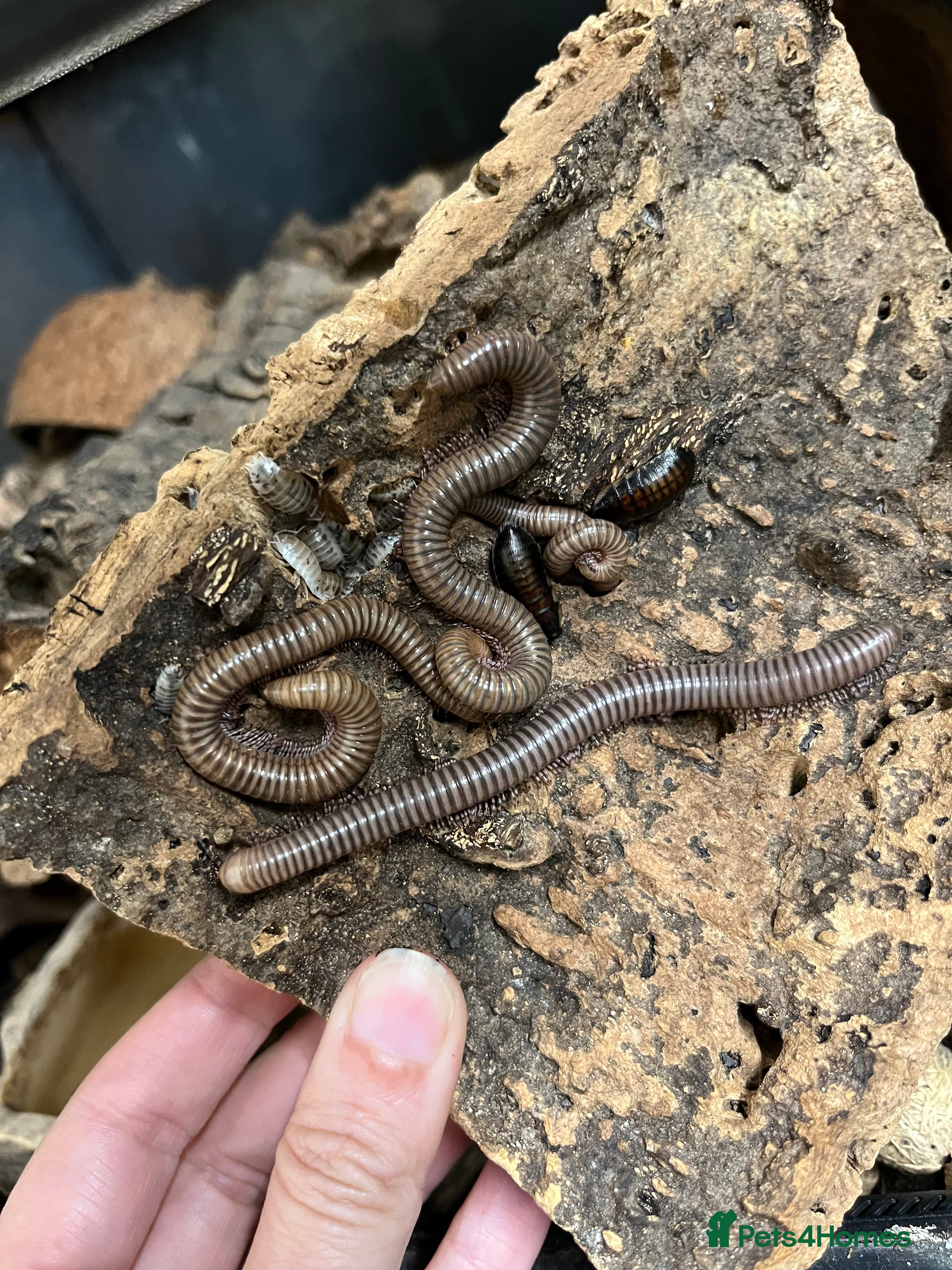 Olive Banded Millipedes for sale in Chelmsford | Pets4Homes