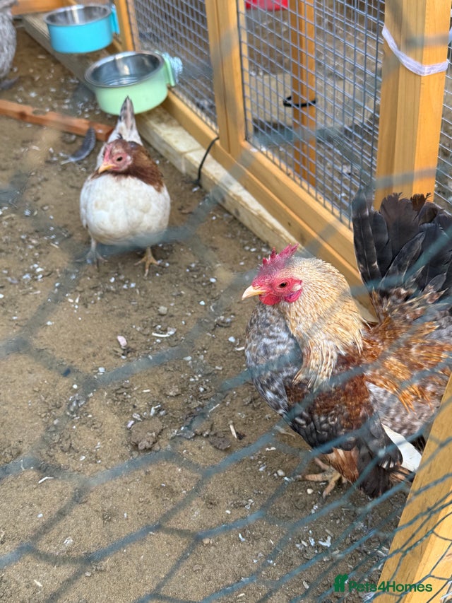 POL Serama hen and rooster for sale in Barking | Pets4Homes