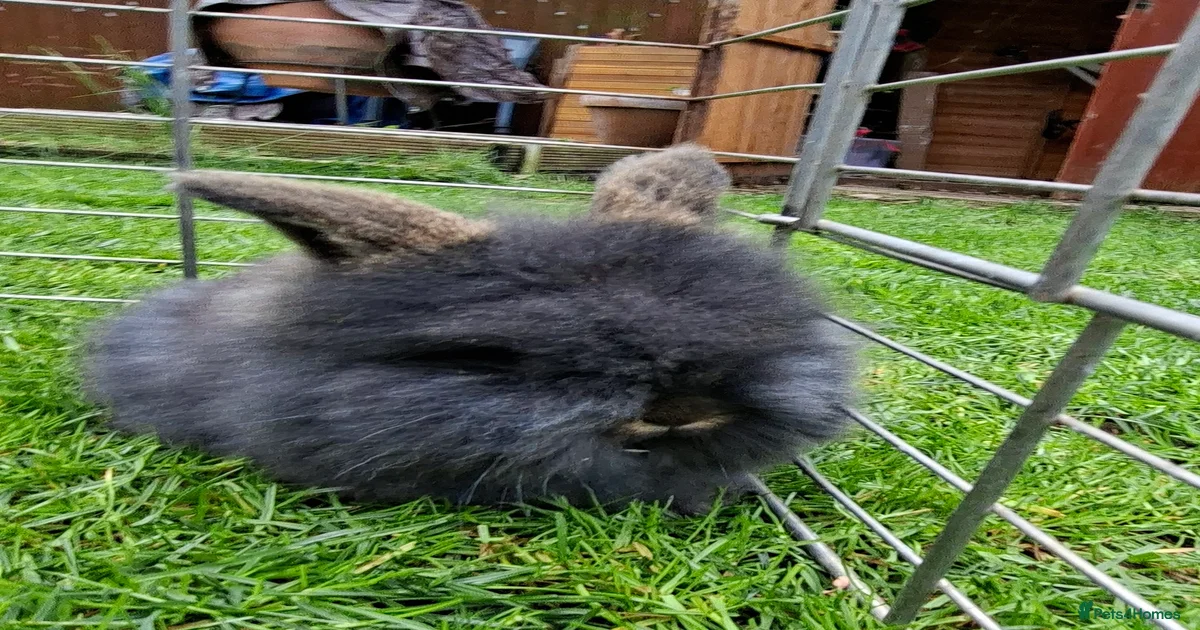 Rabbits for sale | Pets4Homes