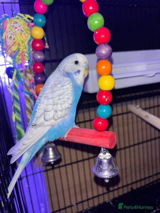 Beautiful Budgie for sale in Carterton | Pets4Homes
