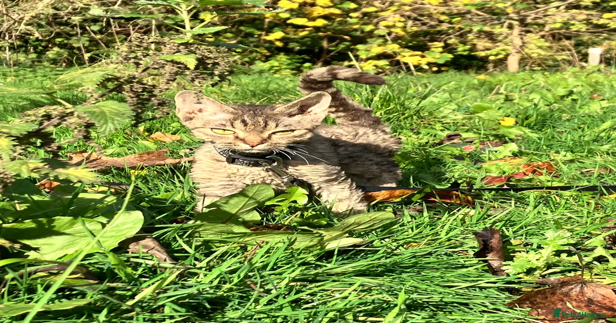 GCCF registered - Devon Rex Kittens for sale in Leeds | Pets4Homes