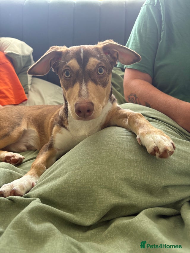 Dachshund x Border Collie for sale in Crawley | Pets4Homes