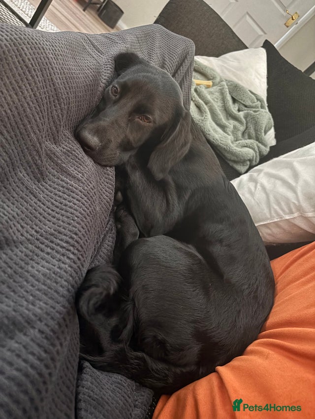Cockador Freya for sale in Chester | Pets4Homes