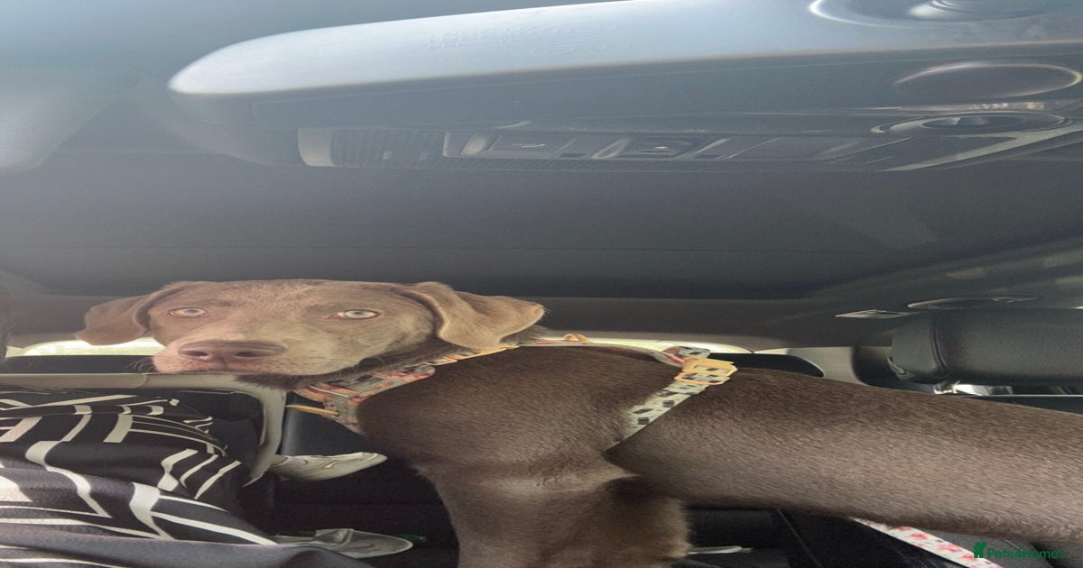 Female silver lab for sale in Norwich | Pets4Homes