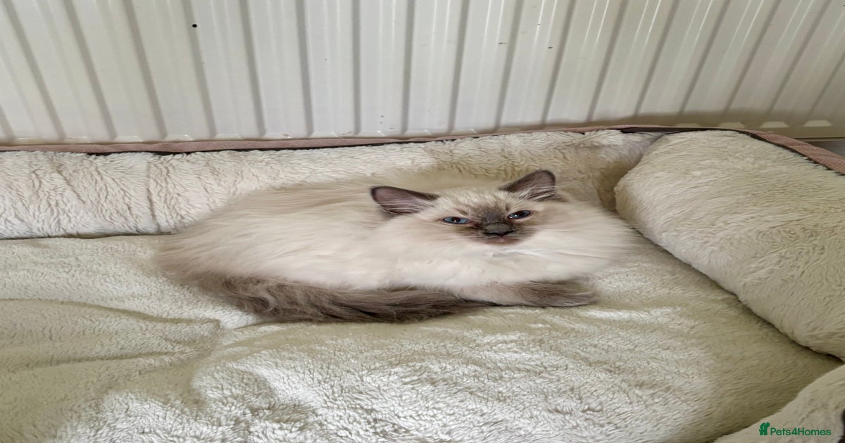 Purebred Ragdoll inc insurance & starter pack for sale in Bathgate ...