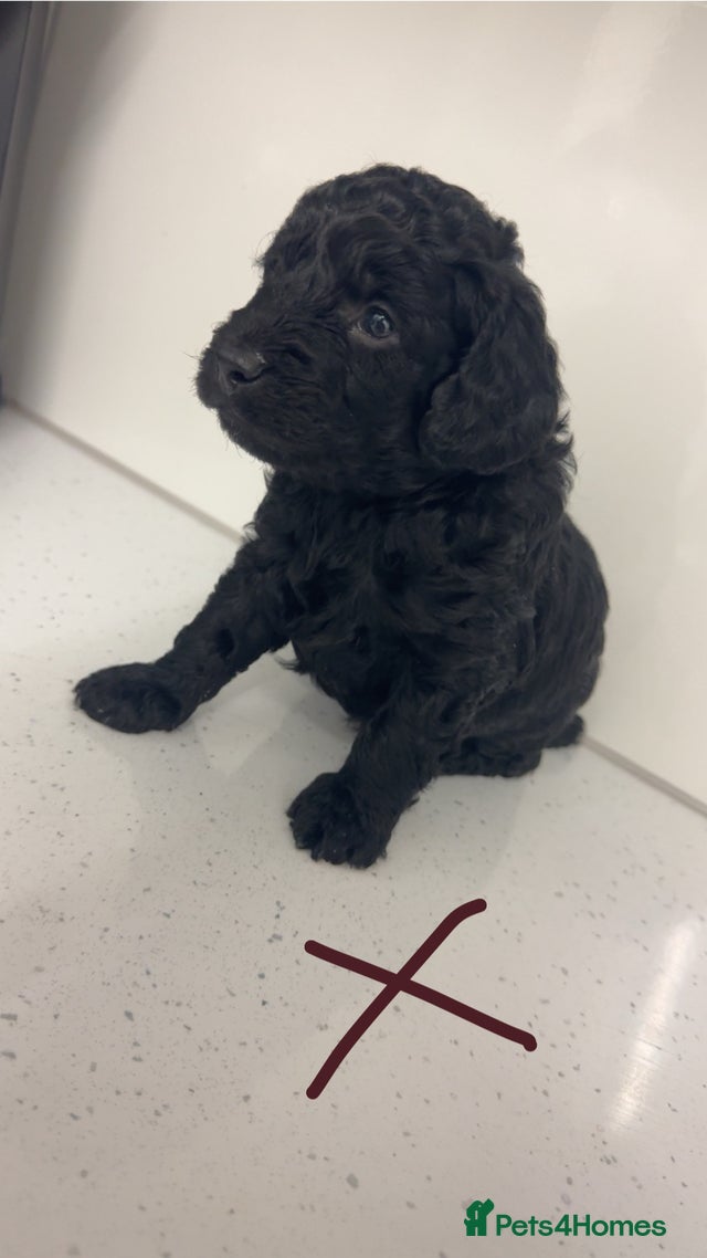 Phantom cockapoo for sale in Barnsley | Pets4Homes