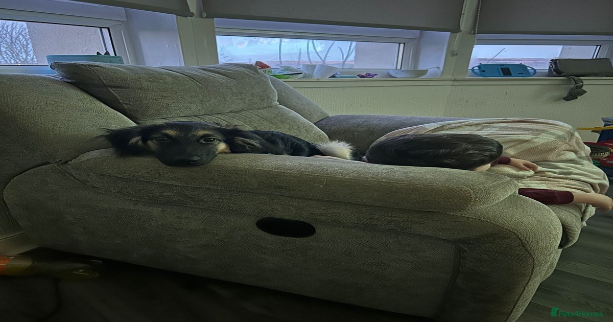 Border collie German shepherd for sale in Dumbarton | Pets4Homes